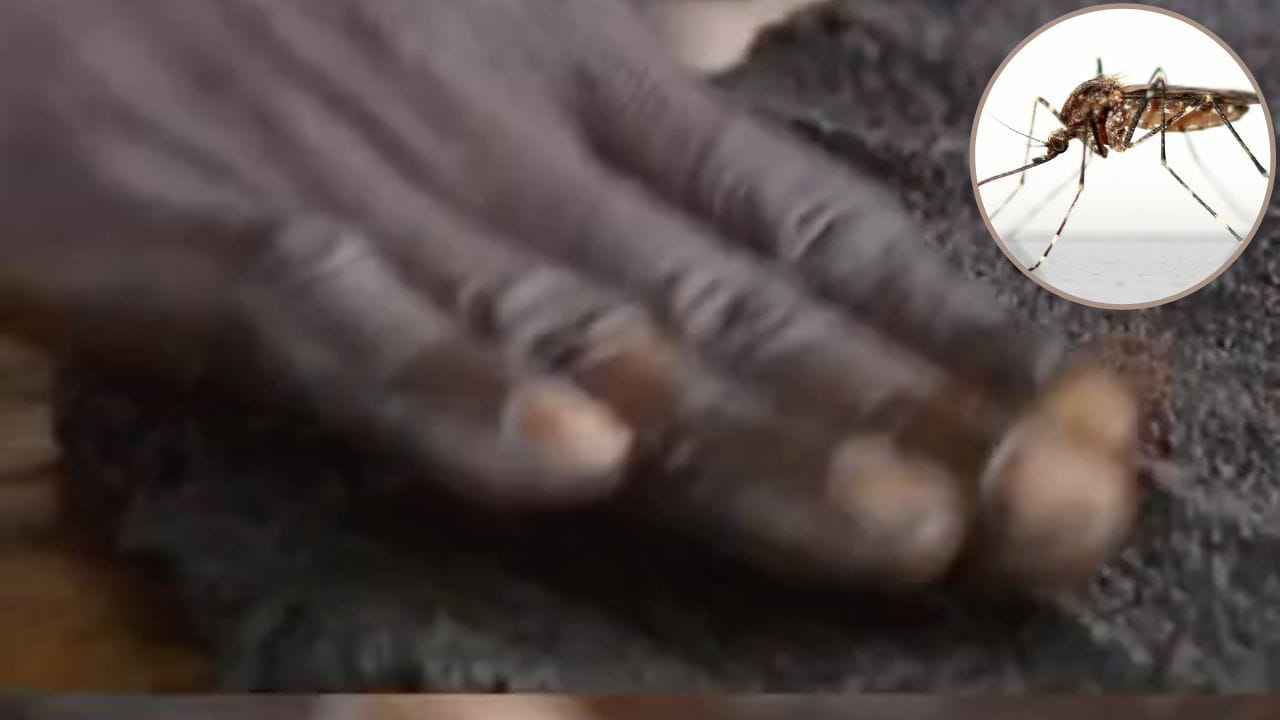 Mosquito Burger: ਇਸ ਦੇਸ਼ ਦੇ ਲੋਕਾਂ ਦਾ ਫੈਵਰੇਟ ਹੈ "ਮੱਛਰਾਂ ਦਾ ਬਰਗੱਰ" ਵੀਡੀਓ ...