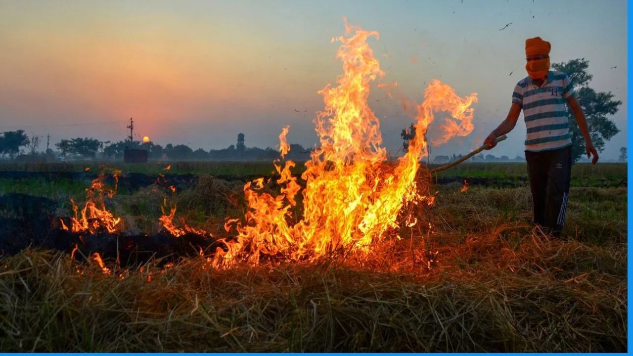 ਪੰਜਾਬ 'ਚ ਪਰਾਲੀ ਜਲਾਉਣ ਦੇ 308 ਮਾਮਲੇ, 147 FIR ਦਰਜ, ਤਰਨਤਾਰਨ 'ਚ ਸਭ ਤੋਂ ਵੱਧ ...