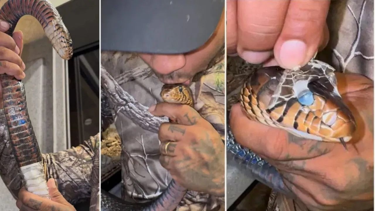 Shocking Video: ਸ਼ਖਸ ਨੇ ਉਤਾਰੀ ਸੱਪ ਦੀ ਕੰਜ, ਨਜ਼ਾਰਾ ਦੇਖ ਉੱਡ ਜਾਣਗੇ ਹੋਸ਼ ...