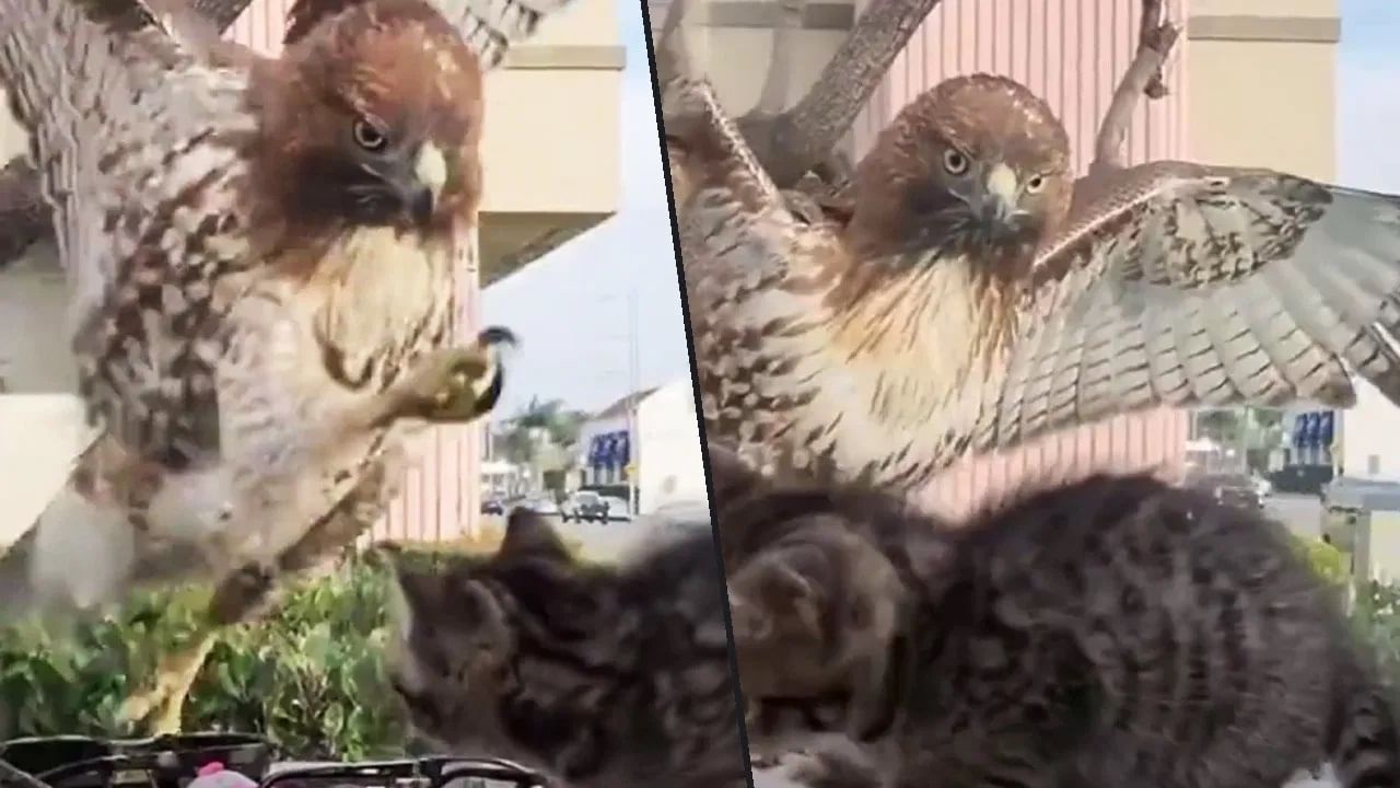 Viral Video: ਬਿੱਲੀ ਦੇ ਬੱਚੇ ਨੂੰ ਦੇਖ ਕੇ ਬਾਜ਼ ਨੇ ਸ਼ਿਕਾਰ ਲਈ ਮਾਰੀ ਛਾਲ, ਪਰ ...