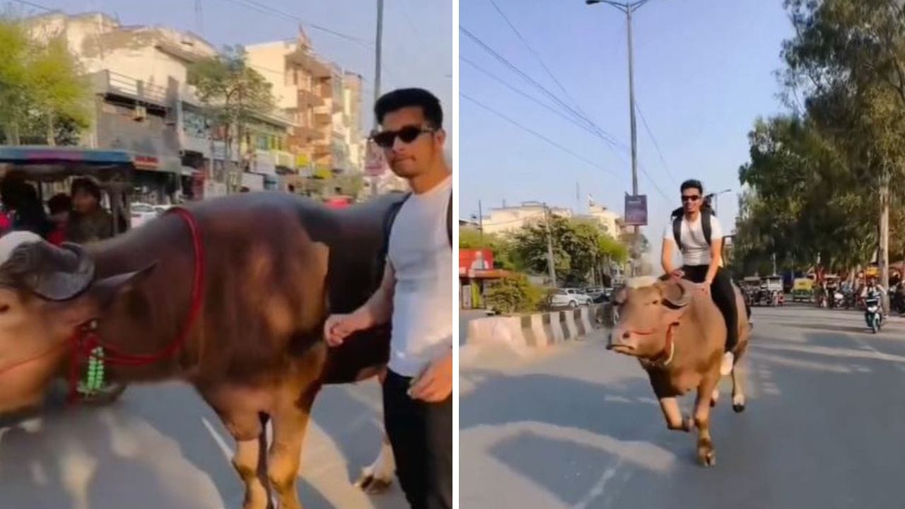 VIDEO: ਸ਼ਖਸ ਨੇ ਸੜਕ 'ਤੇ ਦੌੜਾਇਆ ਝੋਟਾ, ਲੋਕ ਬੋਲੇ: ਇਹੀ ਹੈ ਅਸਲੀ Lamborghi ...