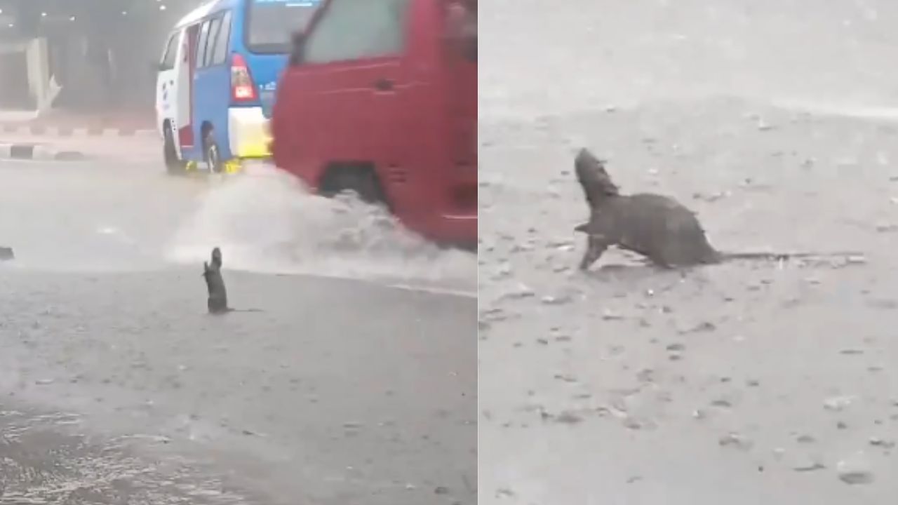Rat Dancing in Rain: ਮੀਂਹ ਪੈਂਦੇ ਹੀ ਖੁਸ਼ੀ 'ਚ ਕੁੱਦਨ ਲੱਗਿਆ ਚੂਹਾ, ਸੜਕ ...