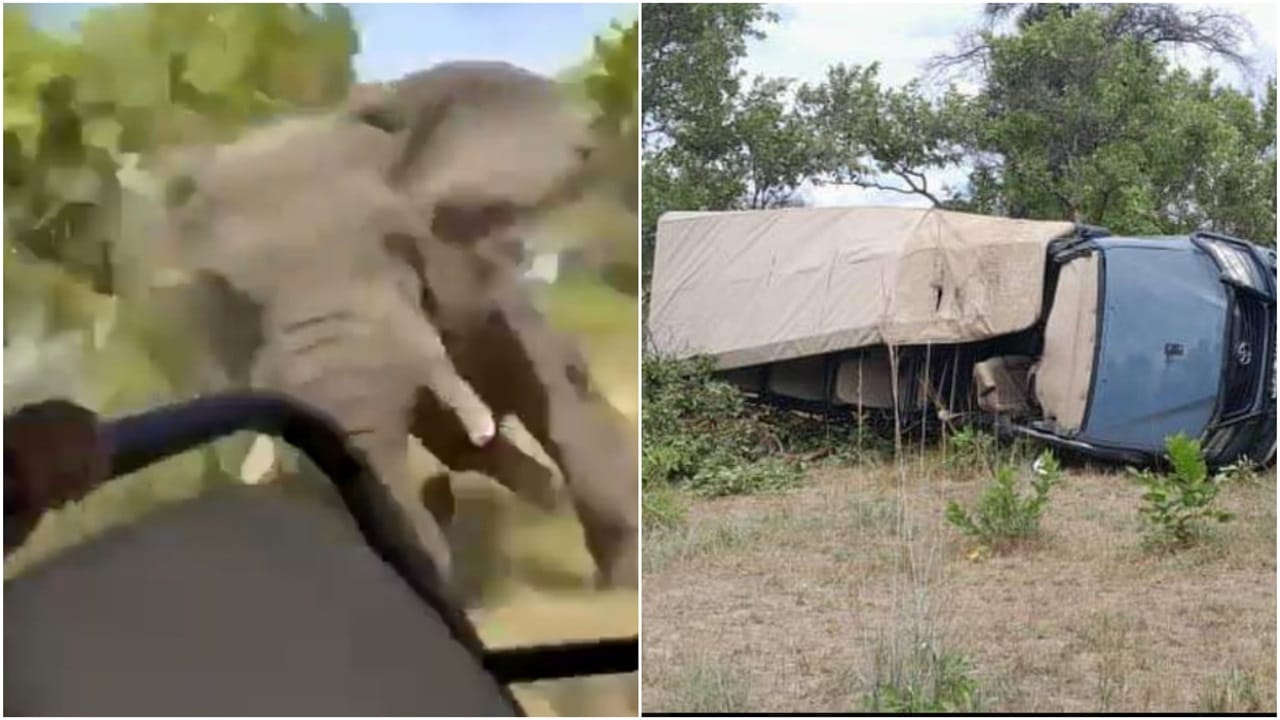 Shocking Video: ਭੜਕੇ ਹੋਏ ਹਾਥੀ ਨੇ ਜੰਗਲ 'ਚ ਮਚਾਇਆ ਹੰਗਾਮਾ, ਮਹਿਲਾ ਸੈਲਾਨੀ ਨੂੰ ...