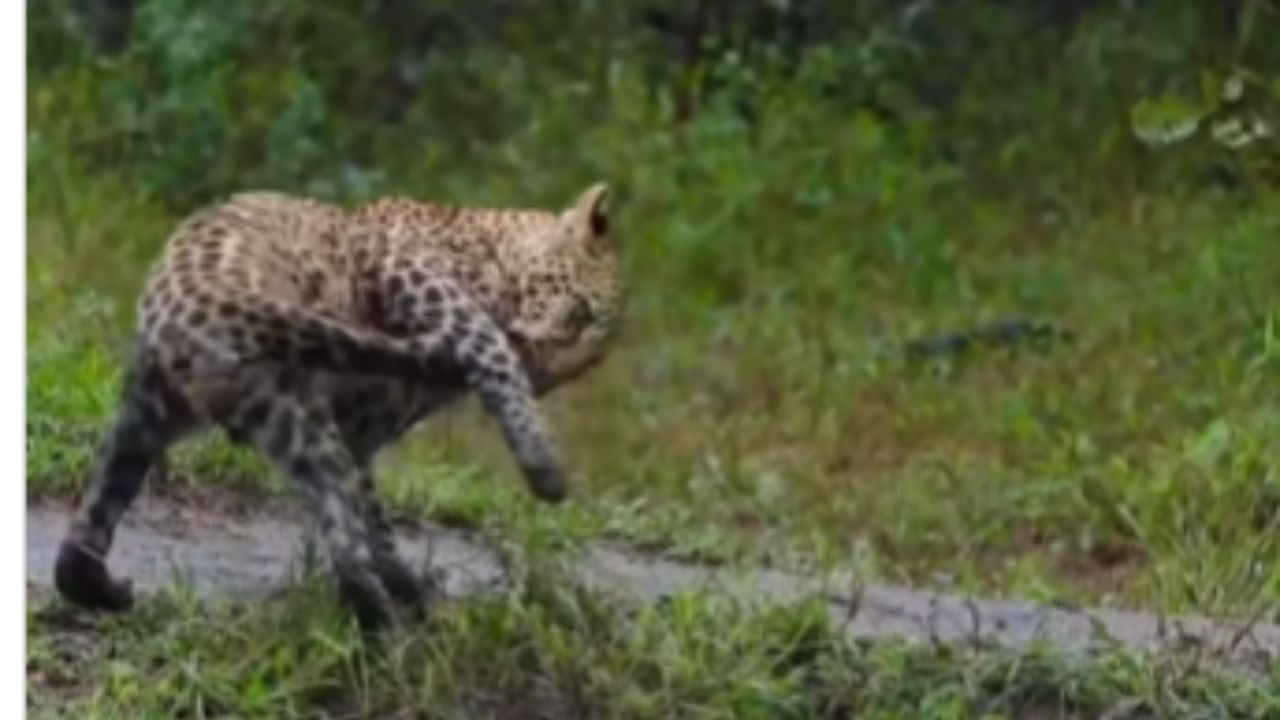 'ਕਿਆ ਟਾਈਗਰ ਬਣੇਗਾ ਰੇ ਤੂੰ...', ਤੇਂਦੂਏ ਨੇ ਕੀਤੀ ਬੇਵਕੁਫੀ ਵਾਲੀ ਹਰਕਤ,ਦੇਖ ਕੇ ...