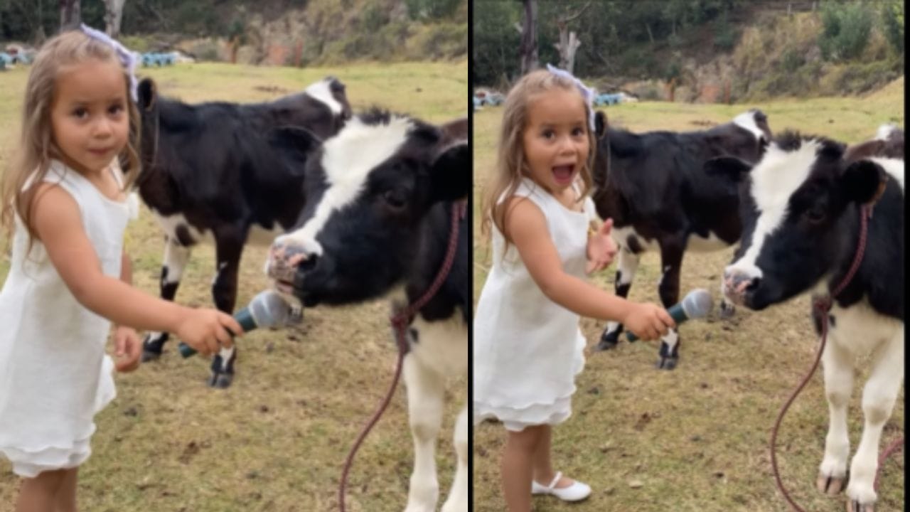 Cute Video: ਮਾਈਕ ਲੈ ਕੇ ਬੱਚੀ ਨੇ ਗਾਂ ਦਾ ਕੀਤਾ ਇੰਟਰਵਿਊ, ਵੀਡੀਓ ਦੇਖ ਕੇ ਤੁਸੀਂ ...