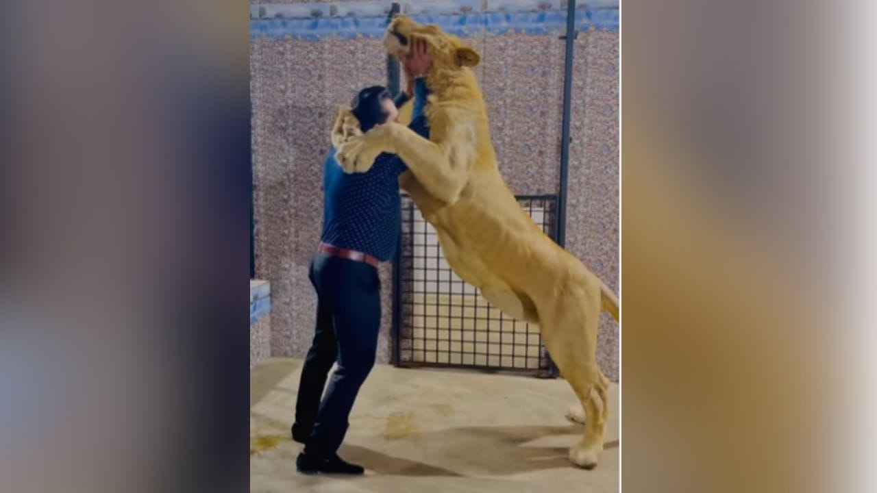 Man Hugging Lioness: ਸ਼ੇਰਨੀ ਨਾਲ ਬਣਾ ਰਿਹਾ ਸੀ ਵੀਡੀਓ, ਅੱਗੇ ਜੋ ਹੋਇਆ ਦੇਖ ਕੇ ...