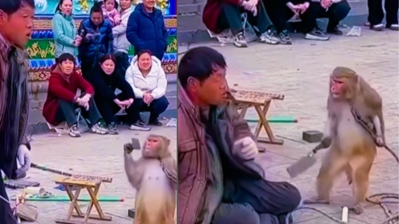 Viral: ਸ਼ੋਅ ਦੌਰਾਨ ਬਾਂਦਰ ਨੂੰ ਮਦਾਰੀ 'ਤੇ ਆਇਆ ਗੁੱਸਾ, ਚਲਾਇਆ ਚਾਕੂ, VIDEO ਹੋਈ ...