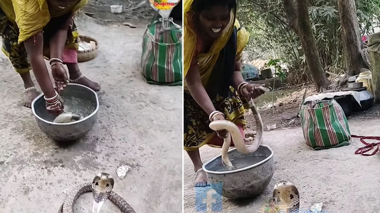 Cobra Ka Video: ਕੋਬਰਾ ਸੱਪ ਨੂੰ ਆਪਣੇ ਬੱਚੇ ਵਾਂਗ ਨਹਾ ਰਹੀ ਔਰਤ, ਡੰਗ ਮਾਰਦਾ ਤਾਂ ...