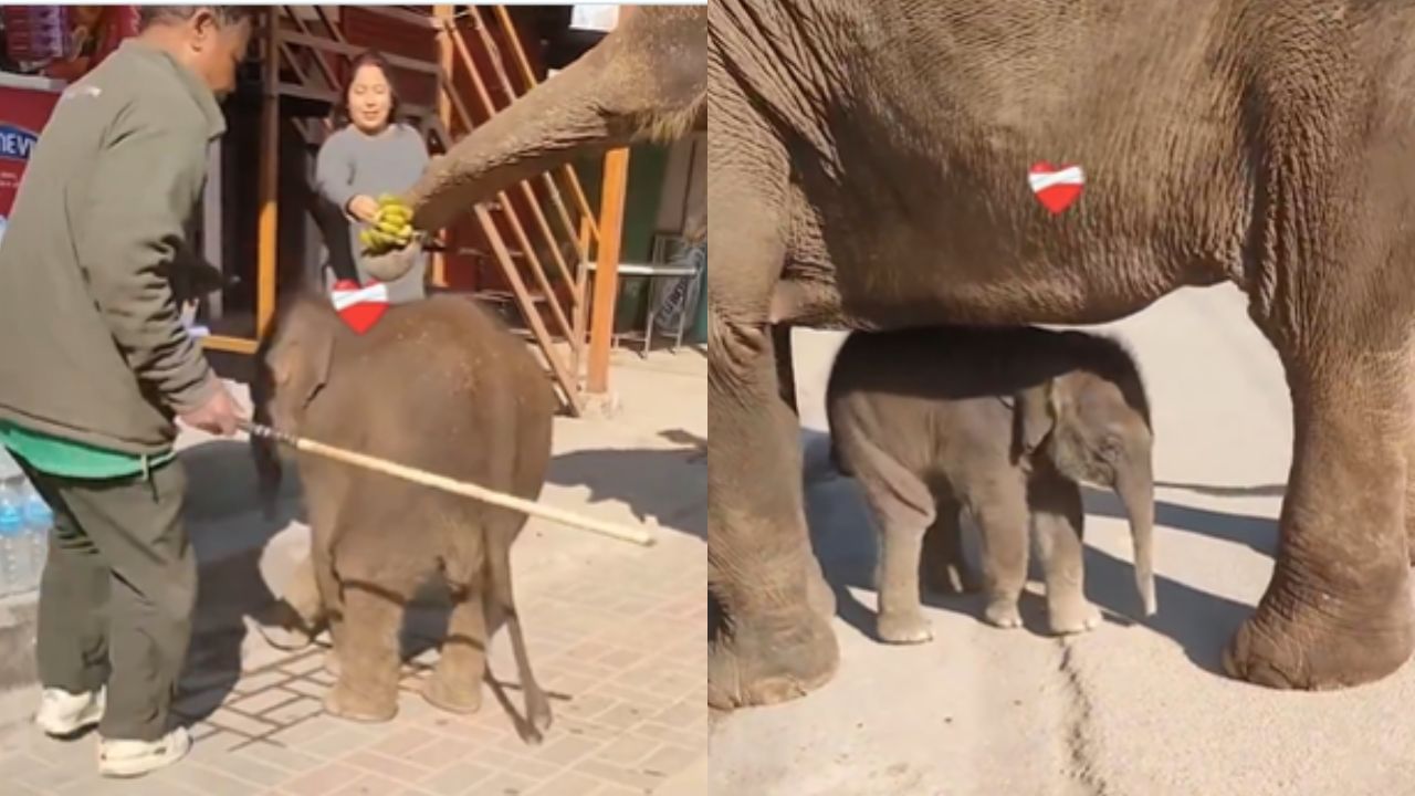 Cute Viral Video: ਸ਼ਖਸ ਨੇ ਮਾਰਿਆ ਡੰਡਾ ਤਾਂ ਭੱਜ ਕੇ ਮਾਂ ਕੋਲ ਲੁੱਕ ਗਿਆ ਛੋਟਾ ...