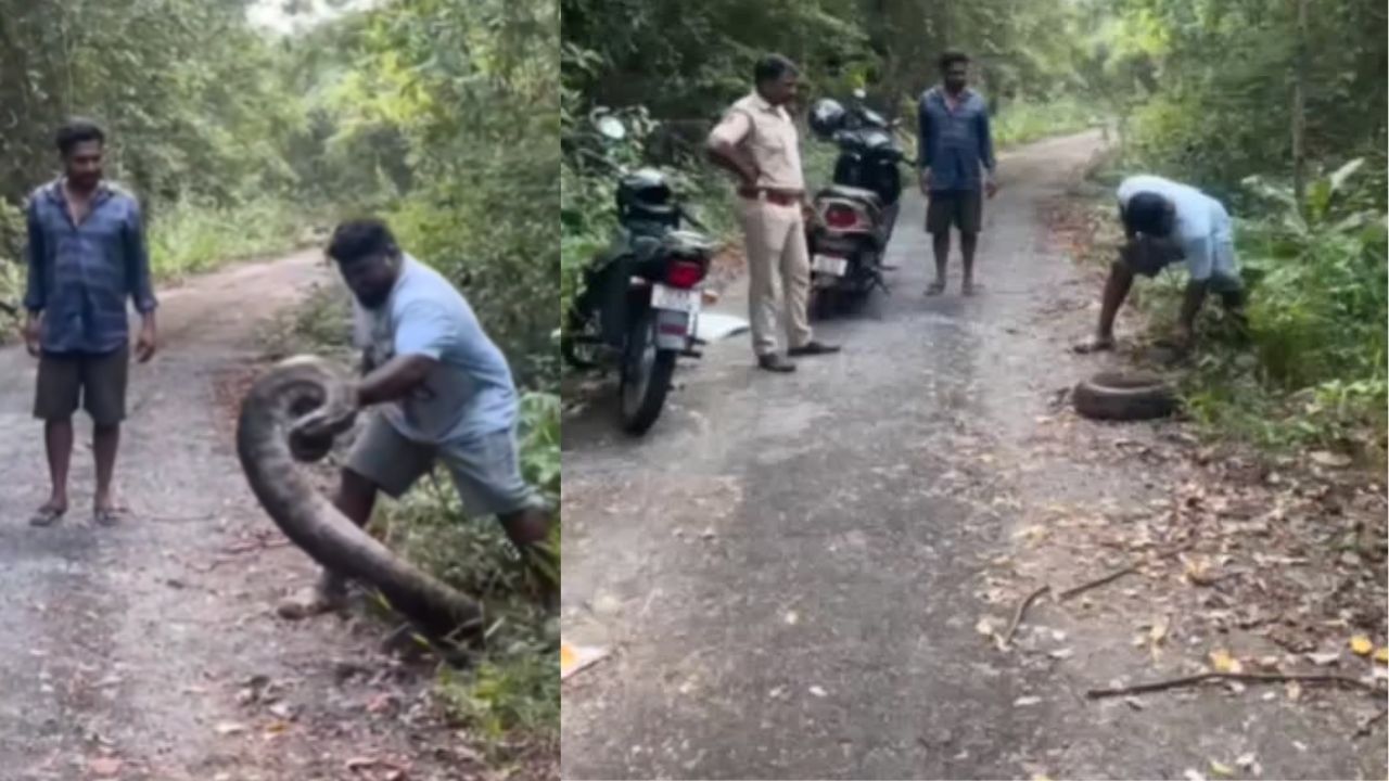 Viral Video: ਇਕ ਹੀ ਝਟਕੇ ਦੇ ਵਿੱਚ ਦਬੋਚਿਆ ਖਤਰਨਾਕ ਅਜਗਰ, ਹੱਥਾਂ ਵਿੱਚ ਰੱਸੀ ਵਾਂਗ ਲਿਪਟਿਆ ਸੱਪ | Man ...