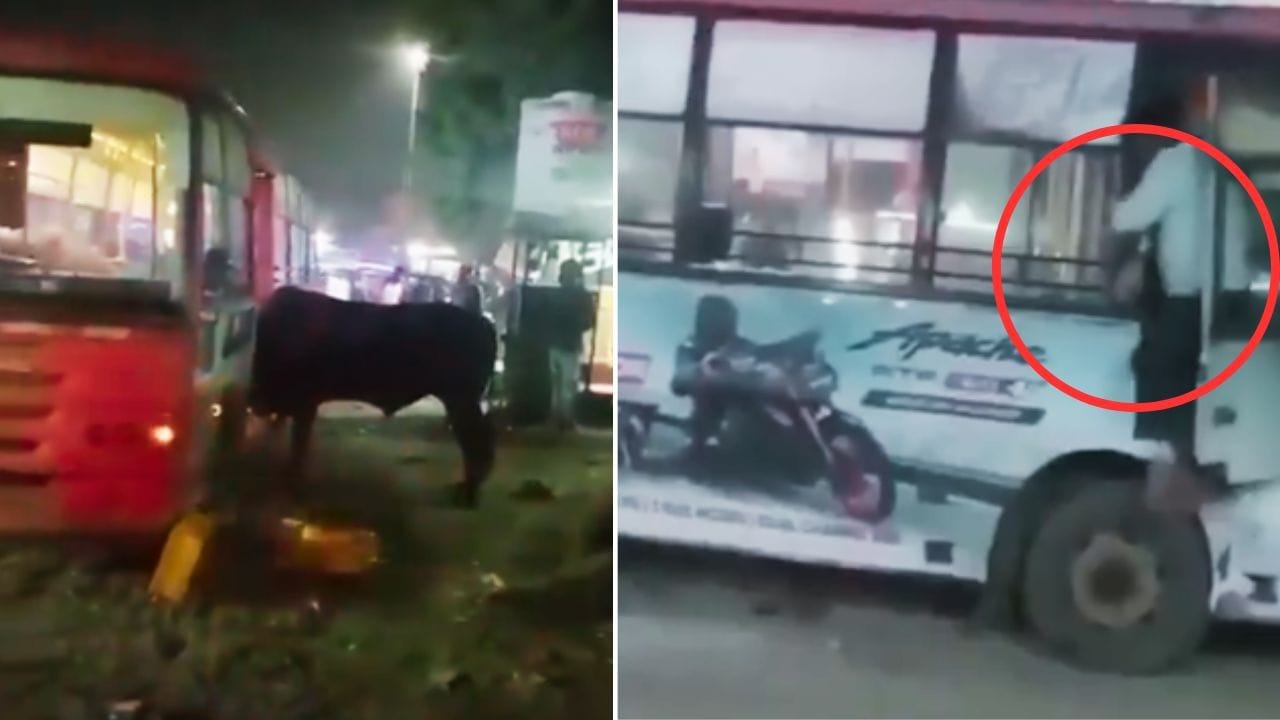 Bull enters in a bus video goes viral read full news details in Punjabi ...