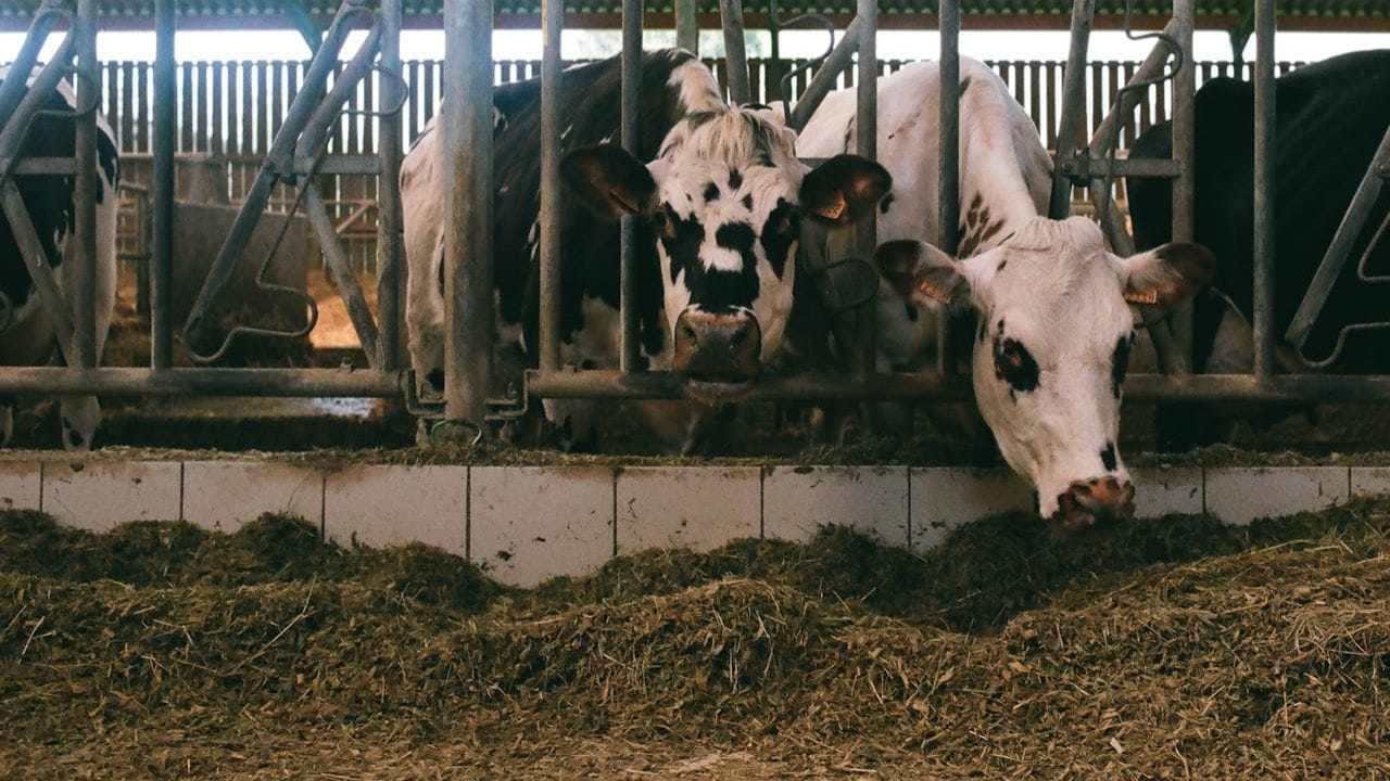 Viral News: ਭੈਣ ਨੇ ਭਰਾਵਾਂ 'ਤੇ ਗੋਬਰ ਚੋਰੀ ਕਰਨ ਦਾ ਕਰਵਾਇਆ ਕੇਸ ਦਰਜ, ਜਾਣੋ ...