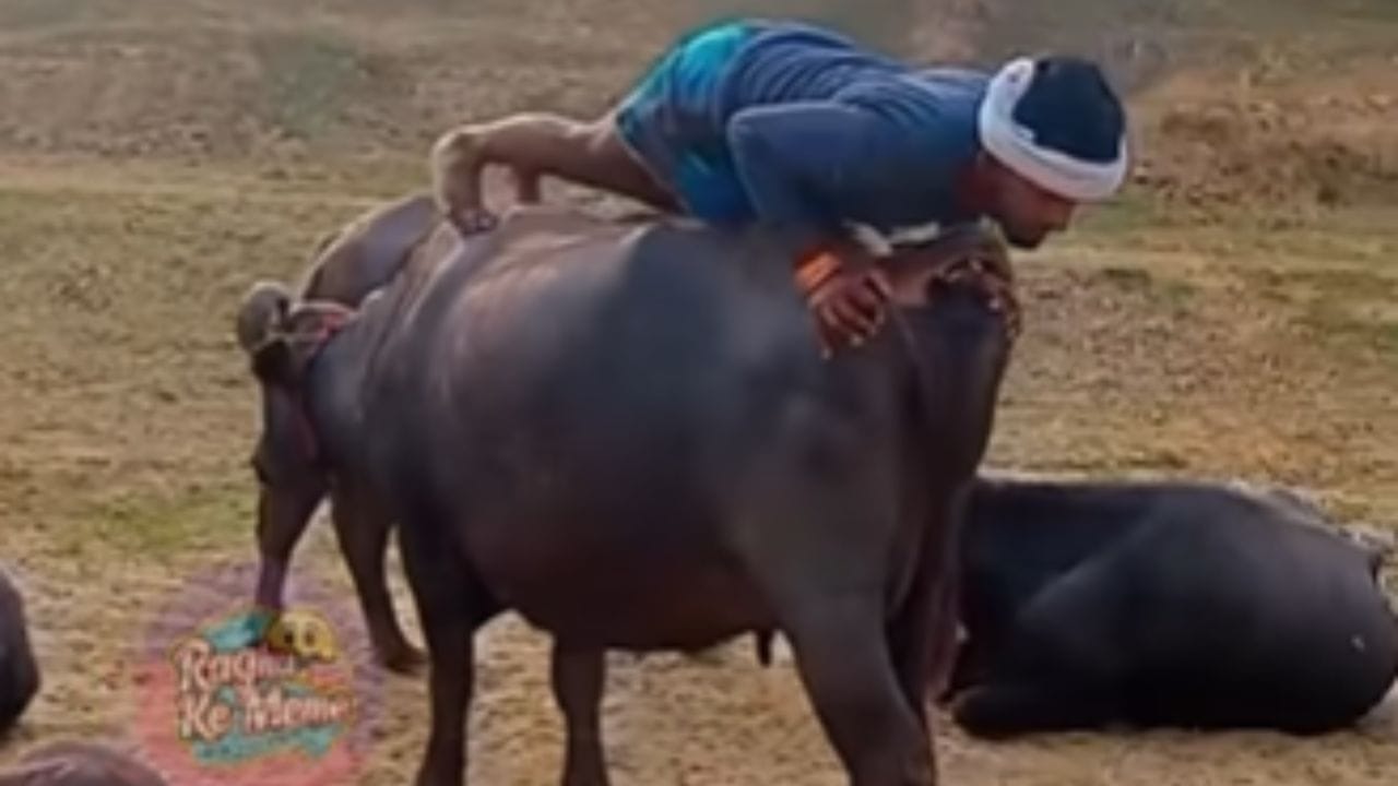 Funny Video: ਮੱਝ 'ਤੇ ਚੜ੍ਹ ਕੇ ਸ਼ਖਸ ਨੇ ਲਗਾਏ Push-ups, ਵੀਡੀਓ Viral | Man seen doing push ups on ...