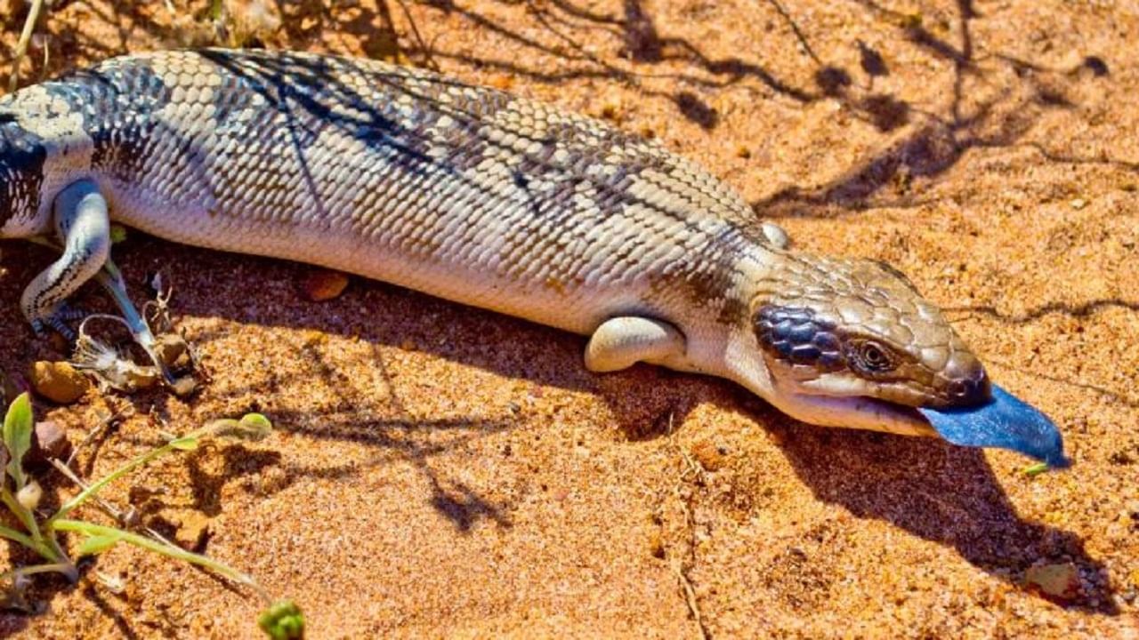 OMG: ਪਹਿਲਾਂ ਕਰਦੀ ਜੰਗਲੀ ਕਿਰਲੀ ਦੇ ਗੁਪਤ ਅੰਗਾਂ ਦੀ ਪੂਜਾ,ਫਿਰ ਹੁੰਦੀ ਸਾਗੌਨ ਦੀ ...