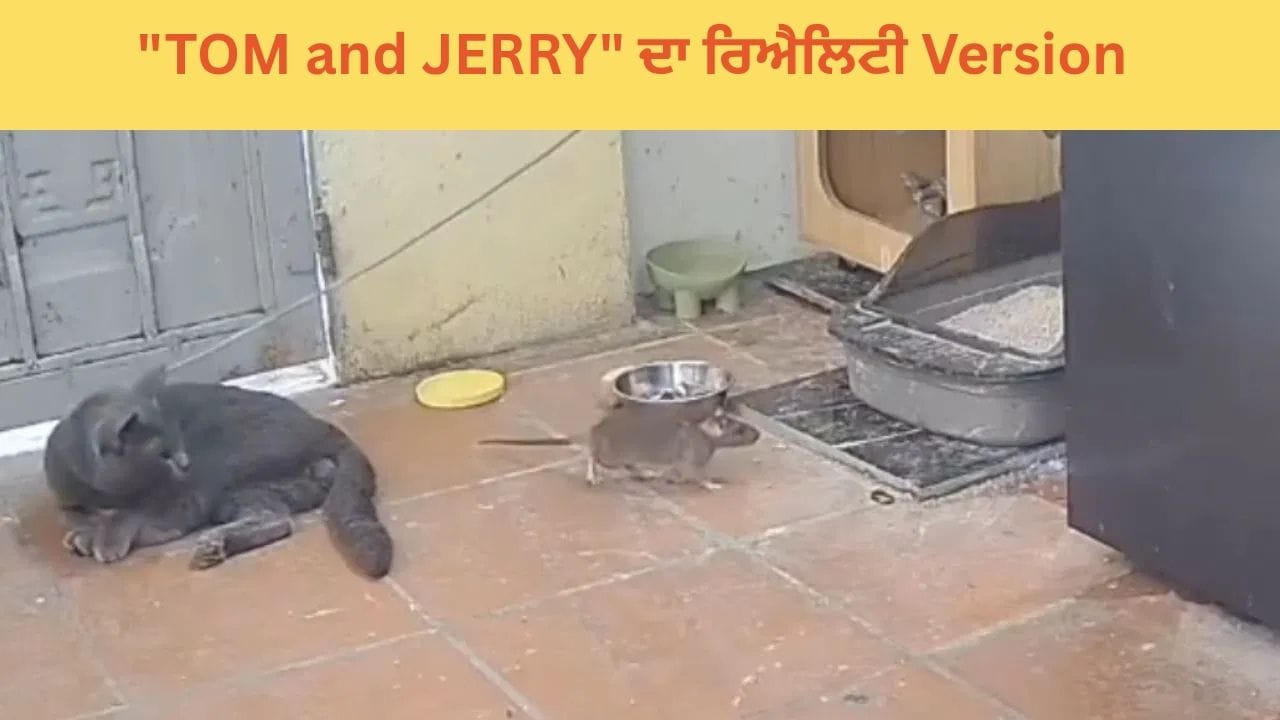 "Tom and Jerry" ਦਾ ਰਿਅਲ ਵੀਡੀਓ, ਦੇਖੋ ਕਿਵੇਂ ਕੀਤਾ ਬਿੱਲੀ ਨੇ ਚੂਹੇ ਦਾ ਸ਼ਿਕਾਰ ...