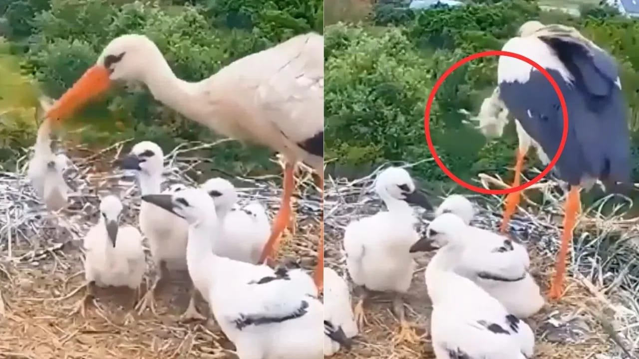 Viral Video: ਇਹ ਕਿਹੋ ਜਿਹੀ ਮਾਂ? ਆਪਣੇ ਹੀ ਬੱਚੇ ਨੂੰ ਆਲ੍ਹਣੇ ਚੋਂ ਬਾਹਰ ਸੁੱਟਿਆ ...