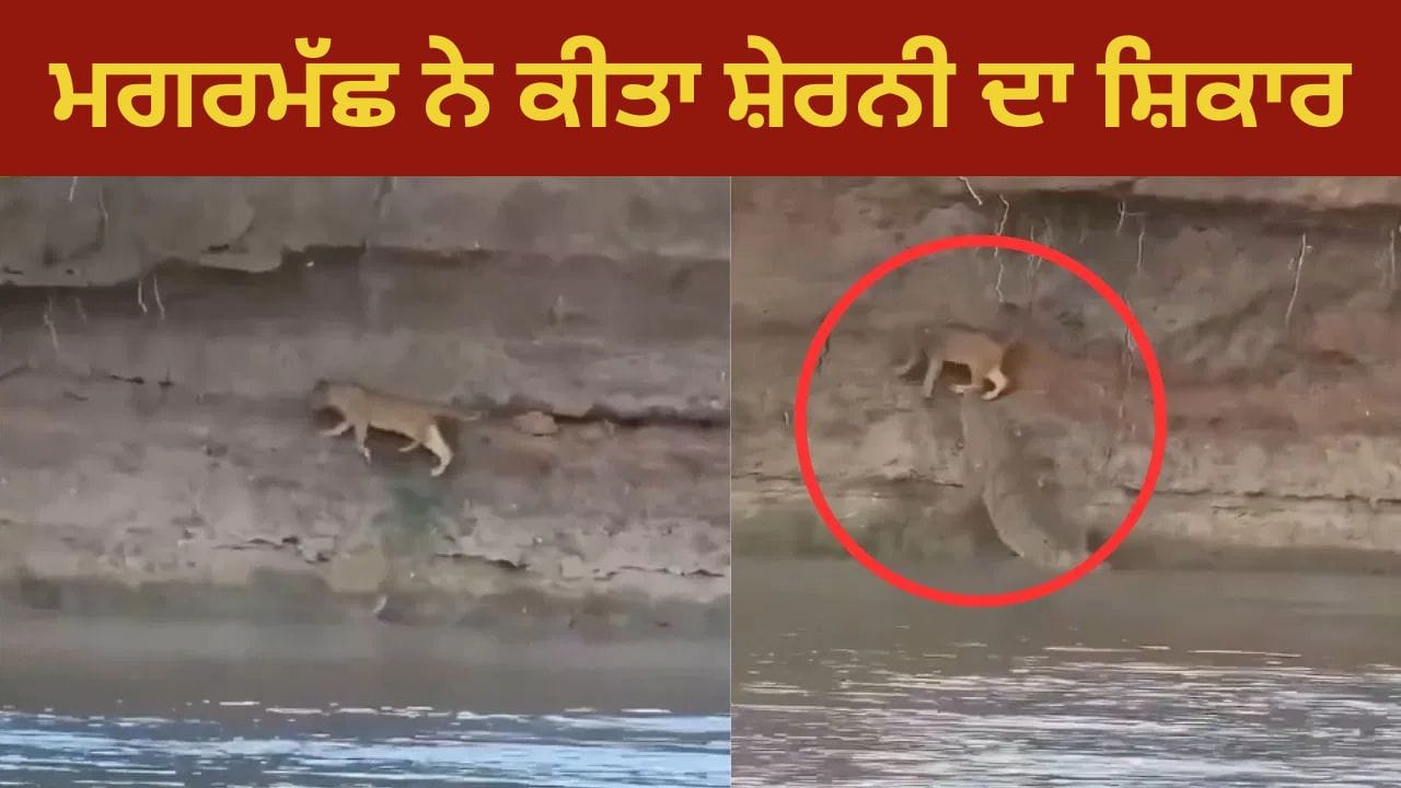 Viral Video: 'ਪਾਣੀ ਦੇ ਰਾਖਸ਼' ਨੇ ਕੀਤਾ ਜੰਗਲ ਦੀ ਰਾਣੀ ਦਾ ਸ਼ਿਕਾਰ, ਦੇਖਦੀਆਂ ...